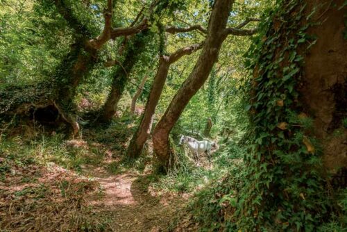 Pilion Griechenland • 10 Highlights zwischen Bergen & Meer