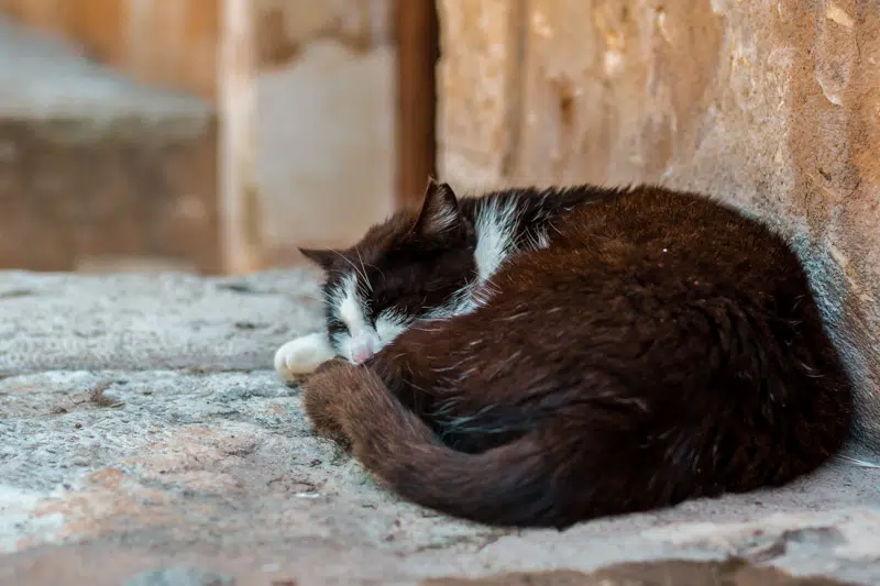 Preveli Kreta • Die 6 wichtigsten Tipps für deinen Ausflug